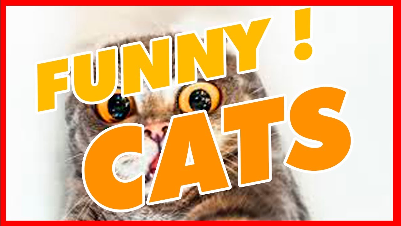Funny Cats Scared Compilation 2020 | FUNNY ANIMALS - YouTube