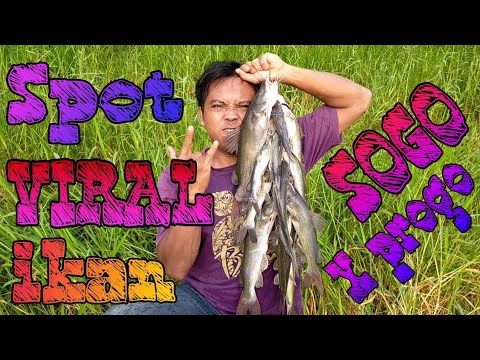 Sepot viral ikan Sogo / baung - YouTube