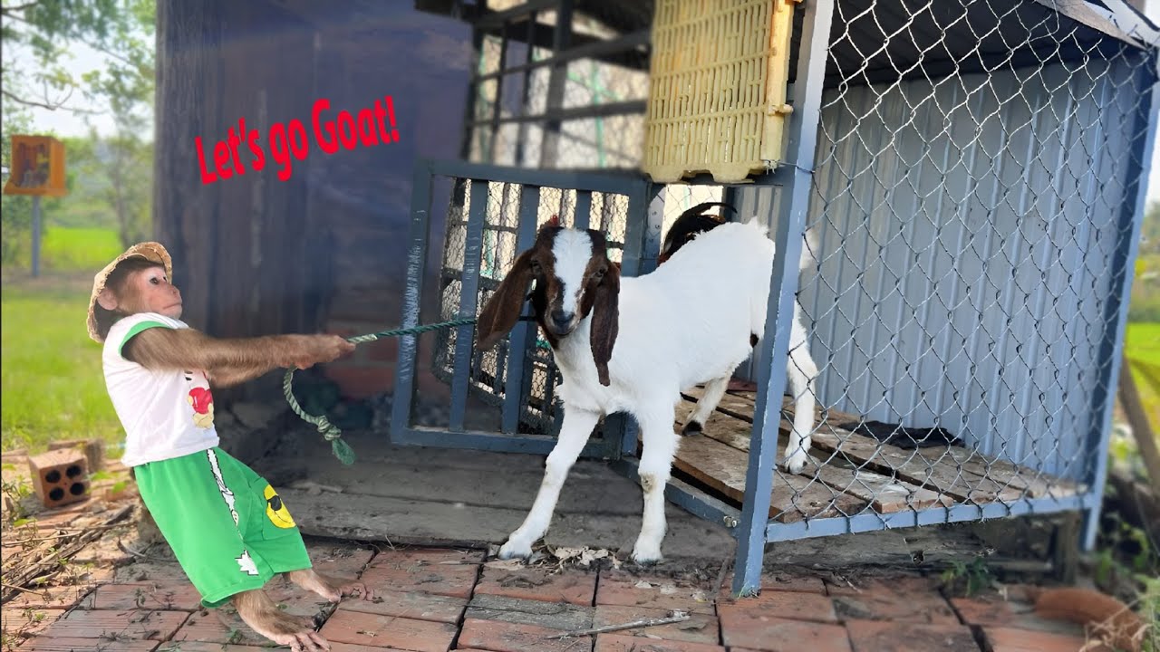 Super smart! Cutis' journey rescue goat full of dramatic surprises ...
