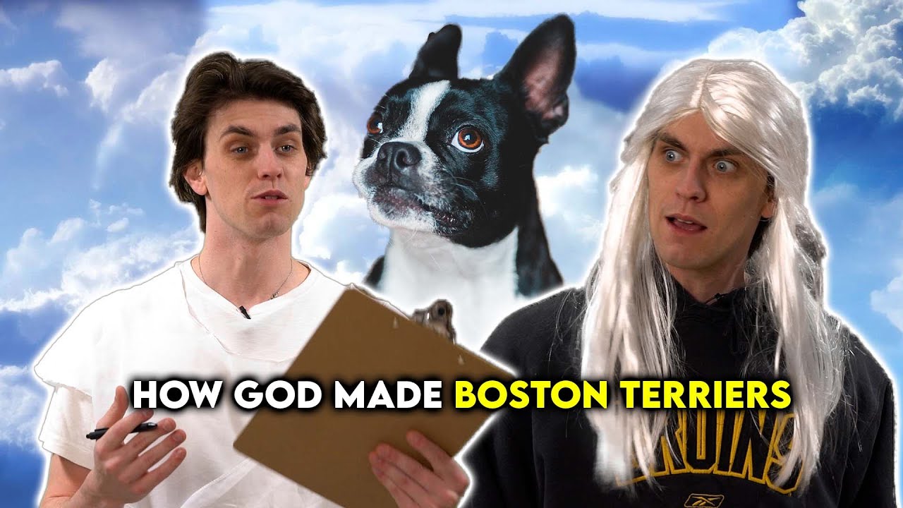 God Makes Boston Terriers - YouTube