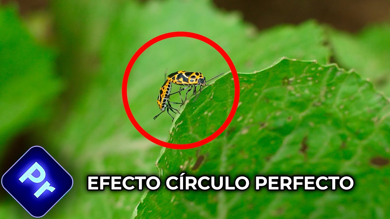 Efecto animación de CÍRCULO PERFECTO en Premiere Pro (Tutorial rápido ...