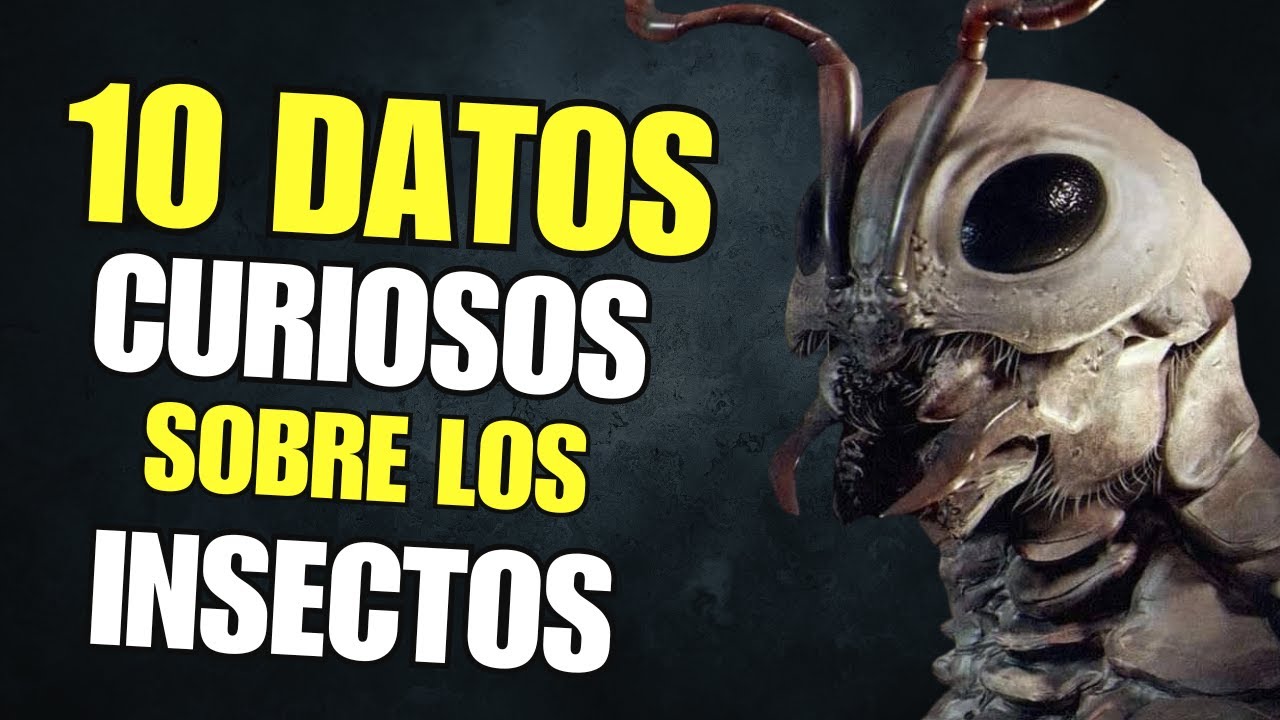 10 datos curiosos sobre los Insectos - YouTube