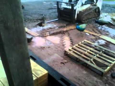 Peacock PooP - YouTube