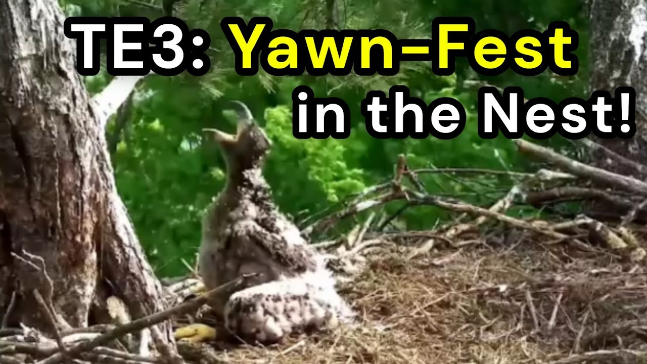 TE3: Yawn-Fest Counter! 5/14/25 - Mrs. T of Trempealeau, WI - YouTube