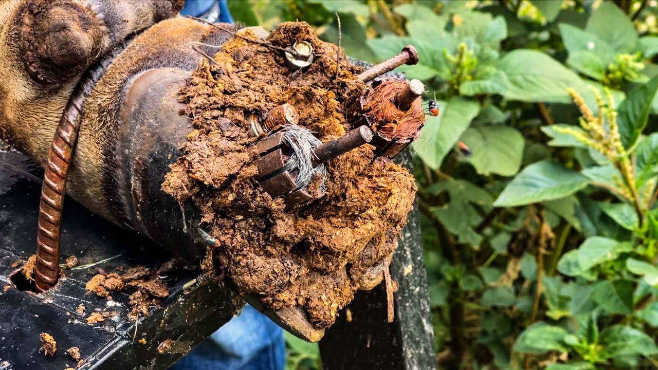 260!! Cow hoof step on many nailed and motor screw cleaning & removing ...