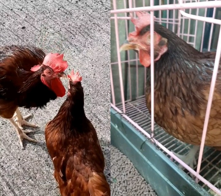 MY CHICKENS- THEN AND NOW - YouTube