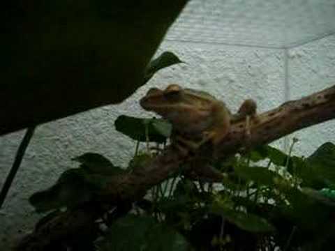 Golden Tree Frog - YouTube