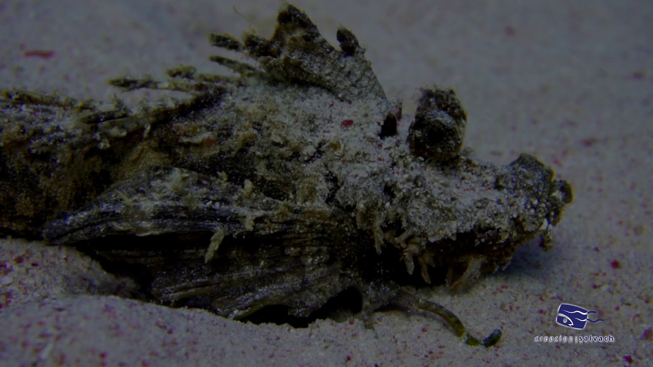 Indian Walkman Fish "Inimicus didactylus" - YouTube