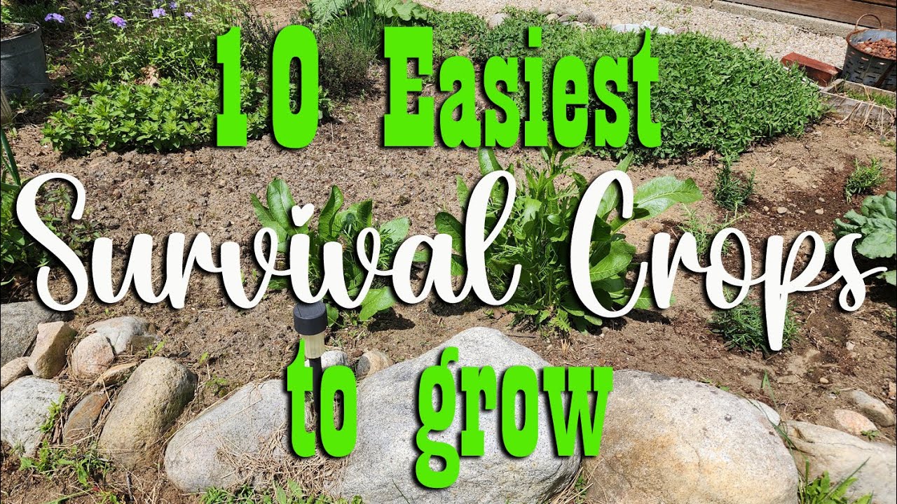 10 Easiest Survival Crops to Grow ~ Preparedness - YouTube