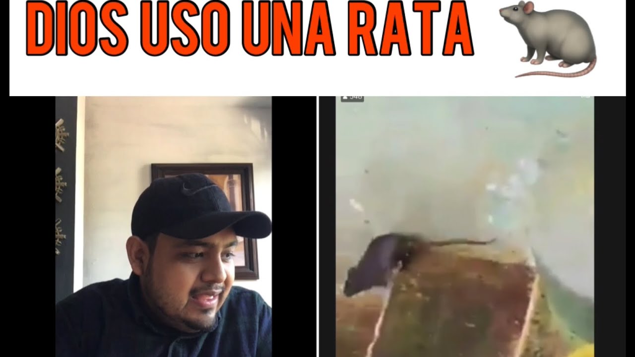 Mamá RATA salvando a sus hijos - LLORARÁS AL VER ESTE VIDEO “ EL AMOR ...