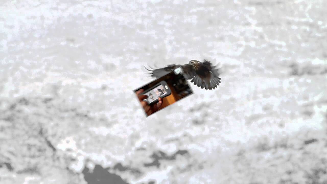 HWI Raptor ID app - YouTube