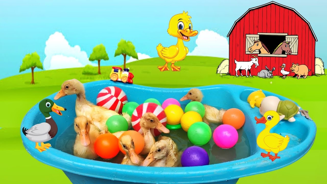 Bathing cute baby ducks in the rainbow ball pool, Cute Ducklings - YouTube