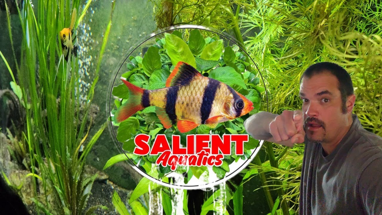 The Best Fishkeeping tools! - YouTube