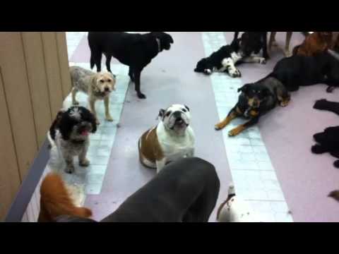 POSSESSED DOG! - YouTube