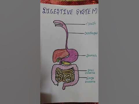 How To Draw Digestive System And Label The Parts / science Organs - YouTube