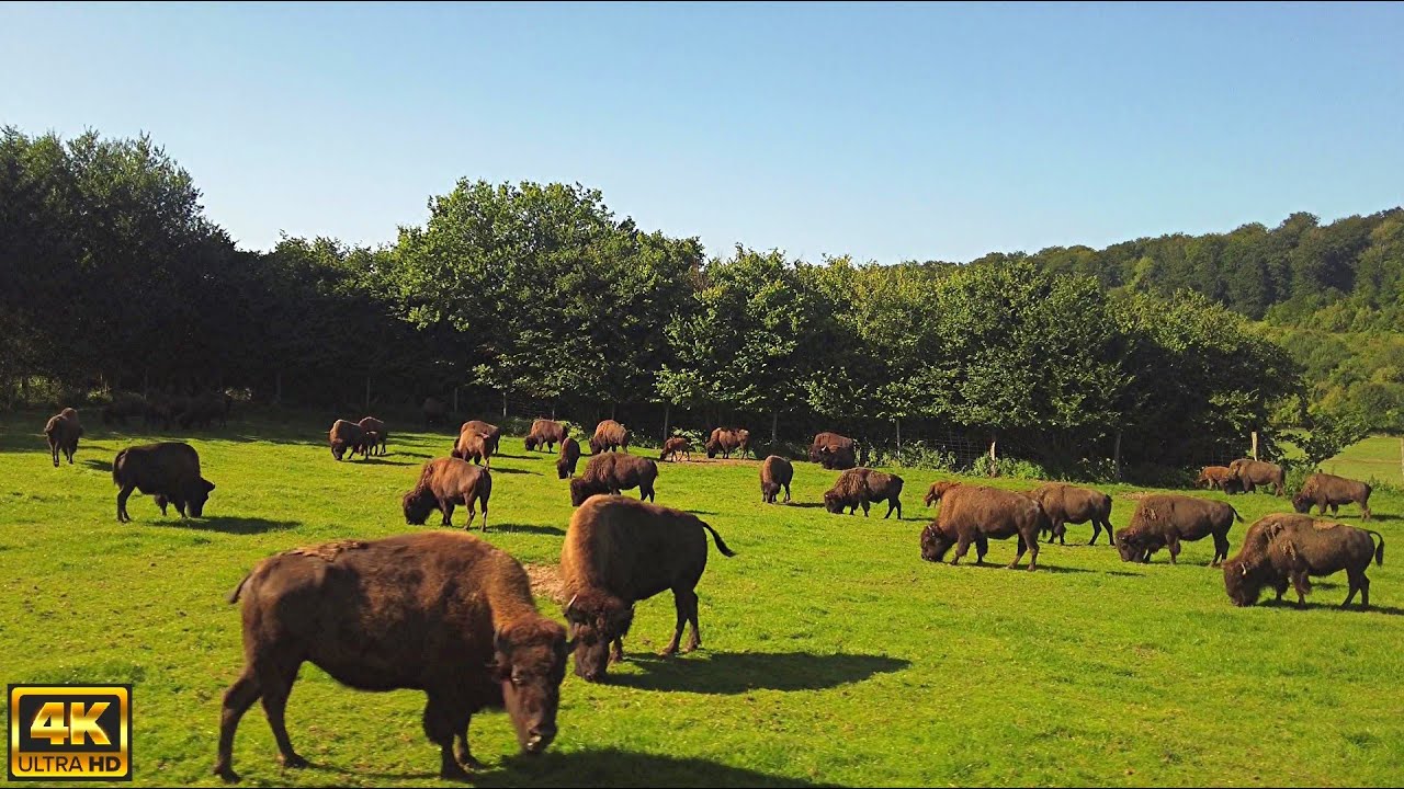 Parc Bisons - Seine-Maritime, Normandie. - YouTube