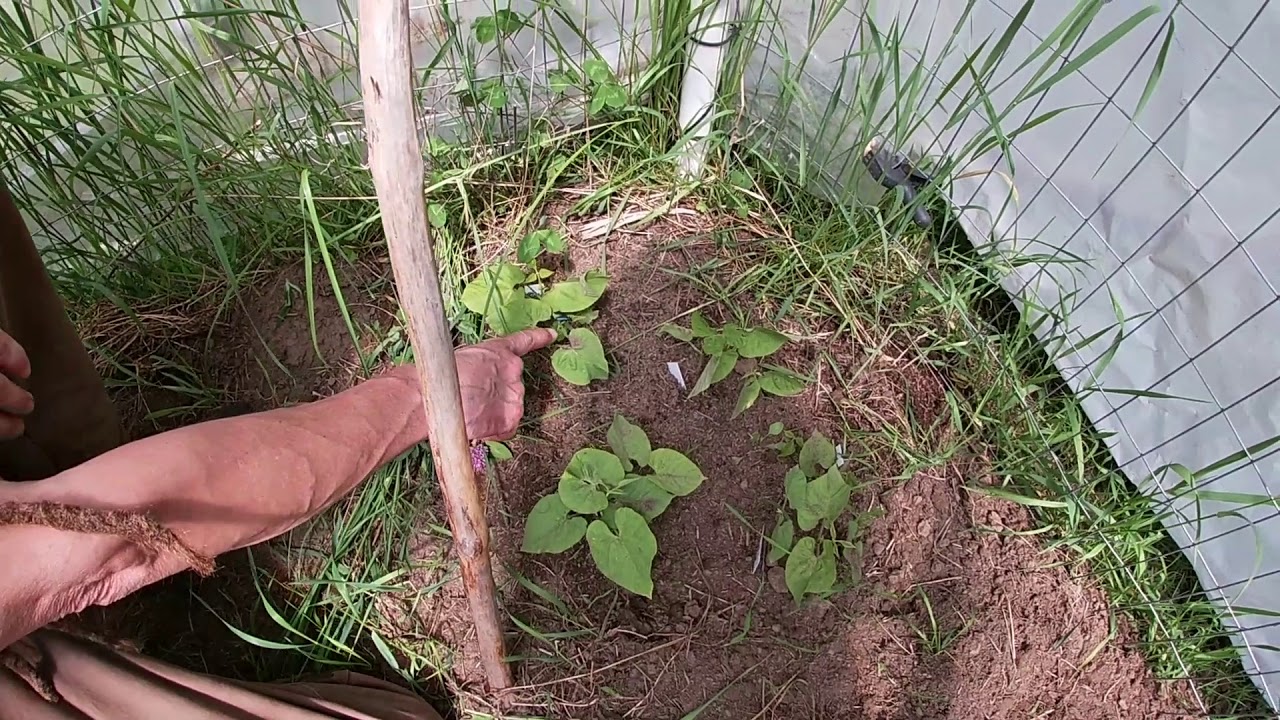 Potato Dread Dep Hoop - YouTube