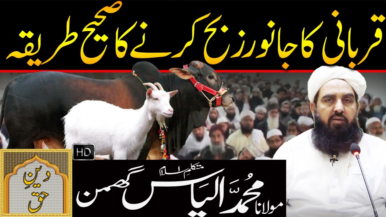Qurbani Ka Janwar Zibah Karne Ka Sahi Tariqa | Molana Ilyas Ghuman ...