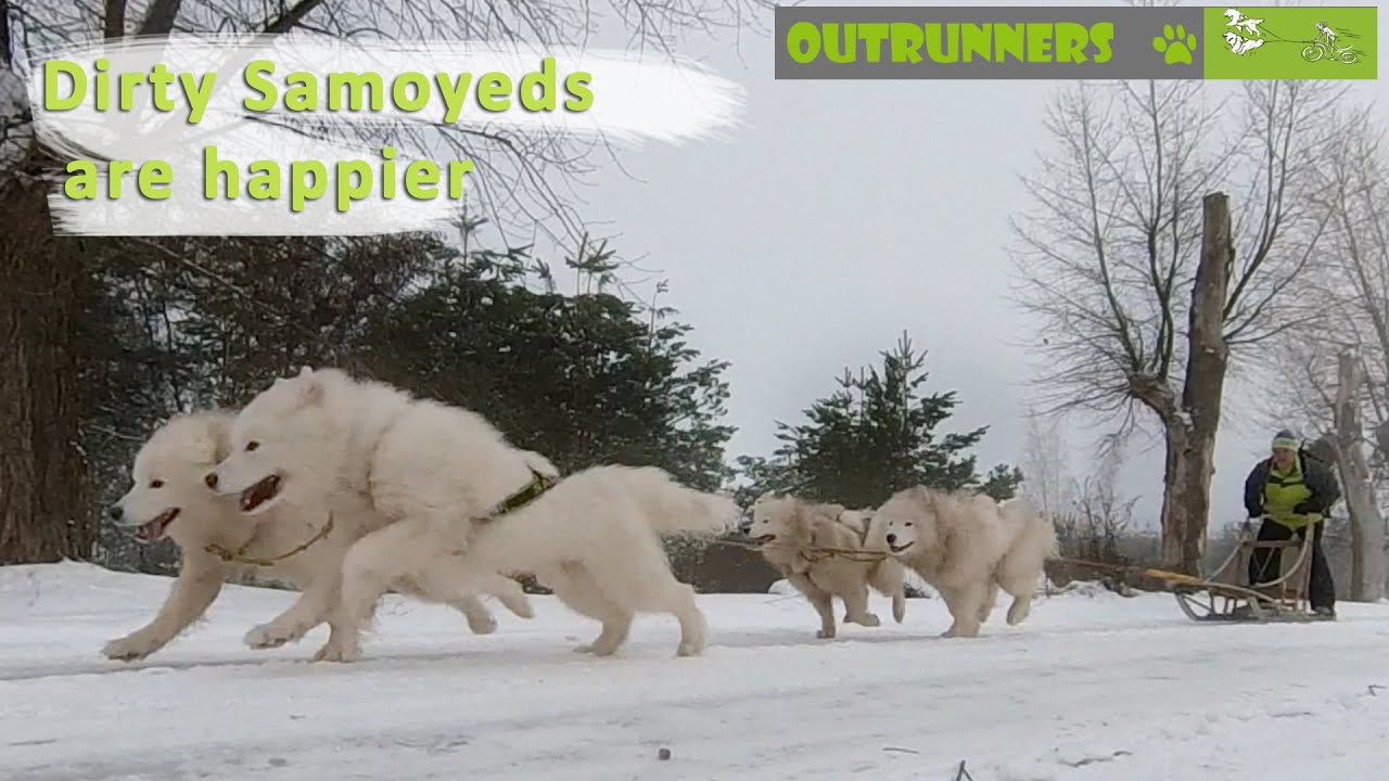 Dirty Samoyeds are happier - YouTube