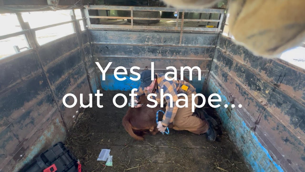 Moving, Getting Stuck, And Banding Cows - YouTube