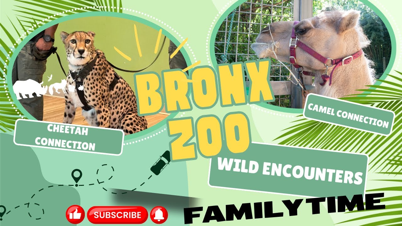 Bronx Zoo Wild Encounters | Cheetah Encounter | Camel Encounter | Bonus ...