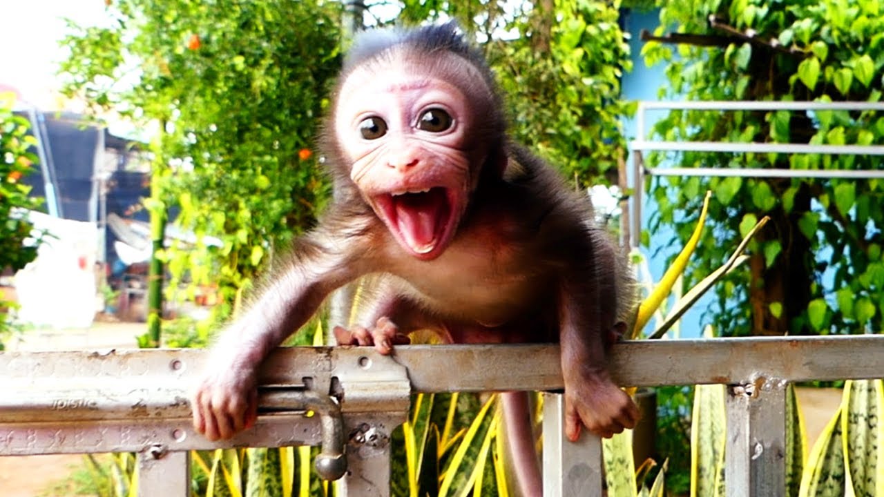 Baby Momo cries loudly, almost to the heart - because he is afraid of ...