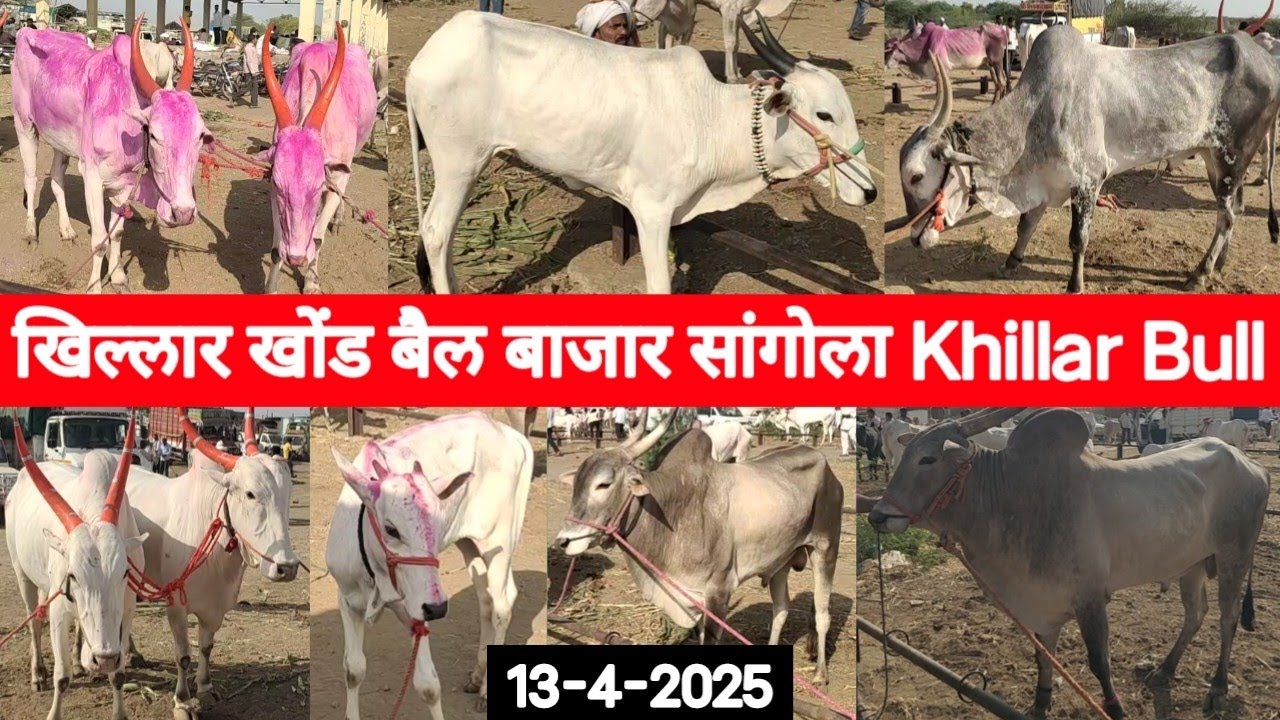 खिल्लार खोंड बैल बाजार सांगोला / Khillar Bull market Sangola / चालू ...