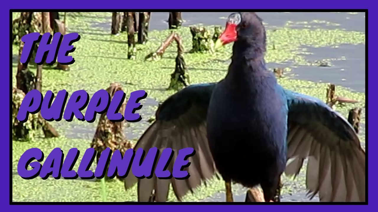 The Purple Gallinule: Everything you need to know | Habitat, Male ...