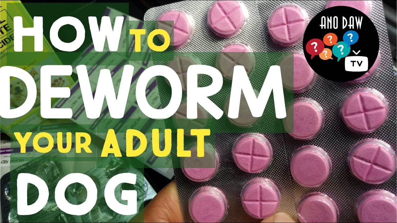 Step by step guide sa pagpurga ng aso - YouTube