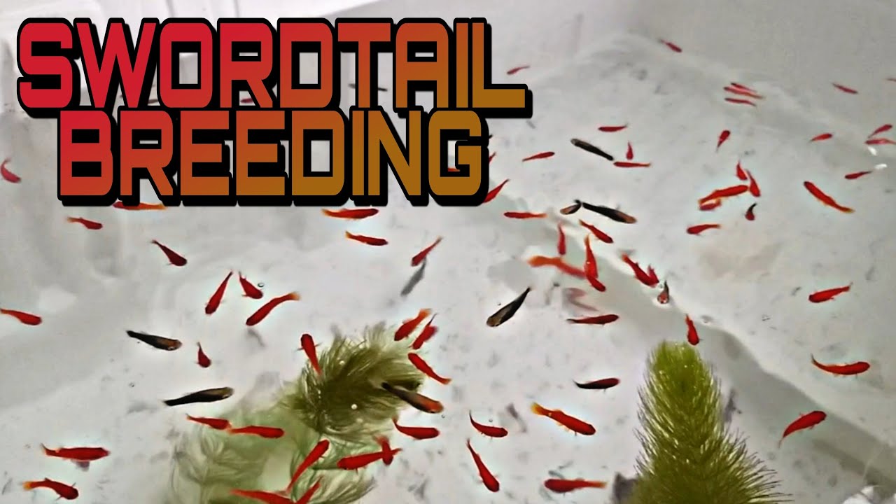 HOW TO BREED SWORDTAIL FISH MASSIVELY (100% SUCCESSFUL) with English ...