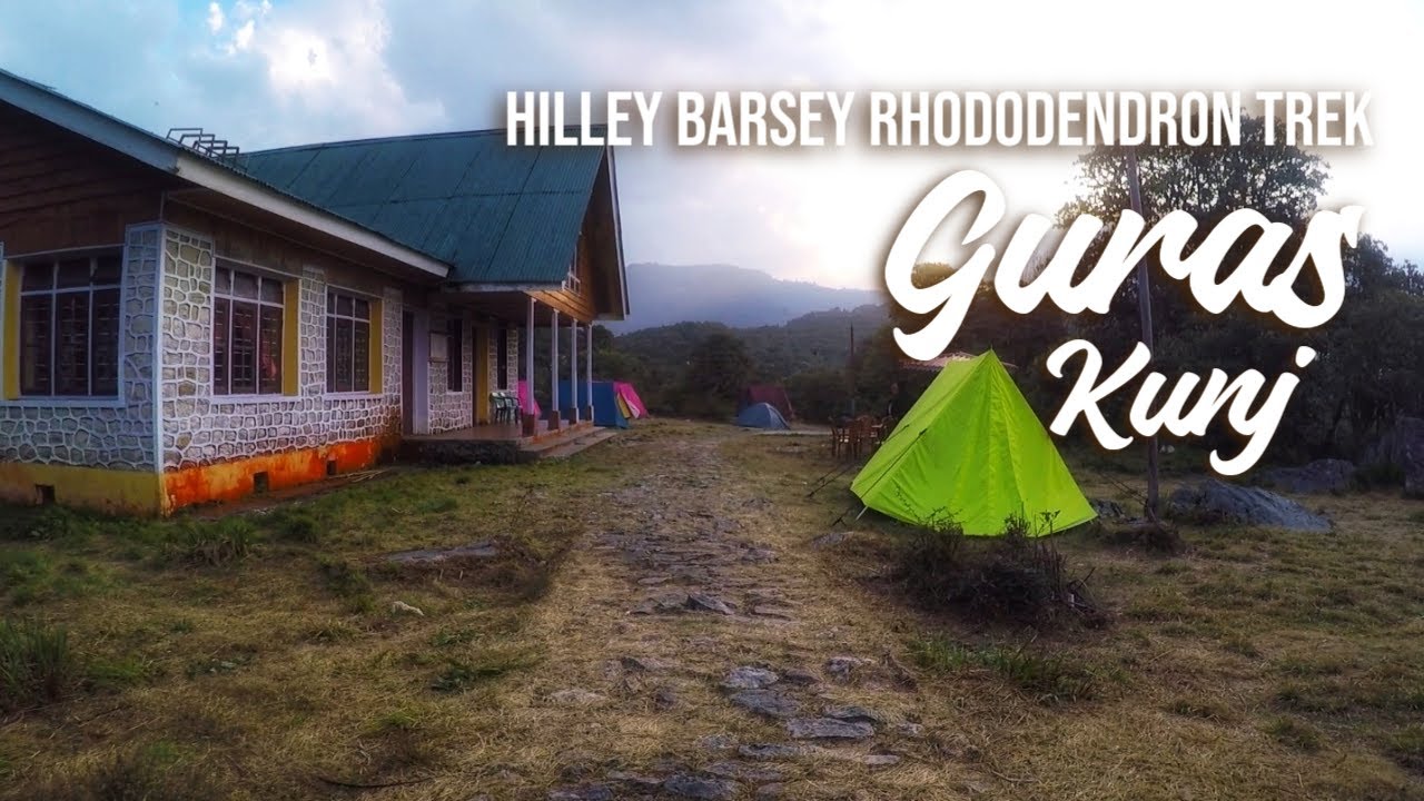 The rhododendron trek | Offbeat | Hilley to Barsey via Okhrey | Guras ...