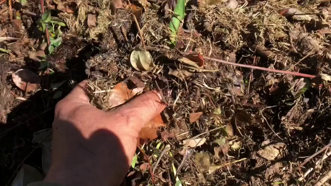 Mulching with hedge trimmer plus rough compost - YouTube