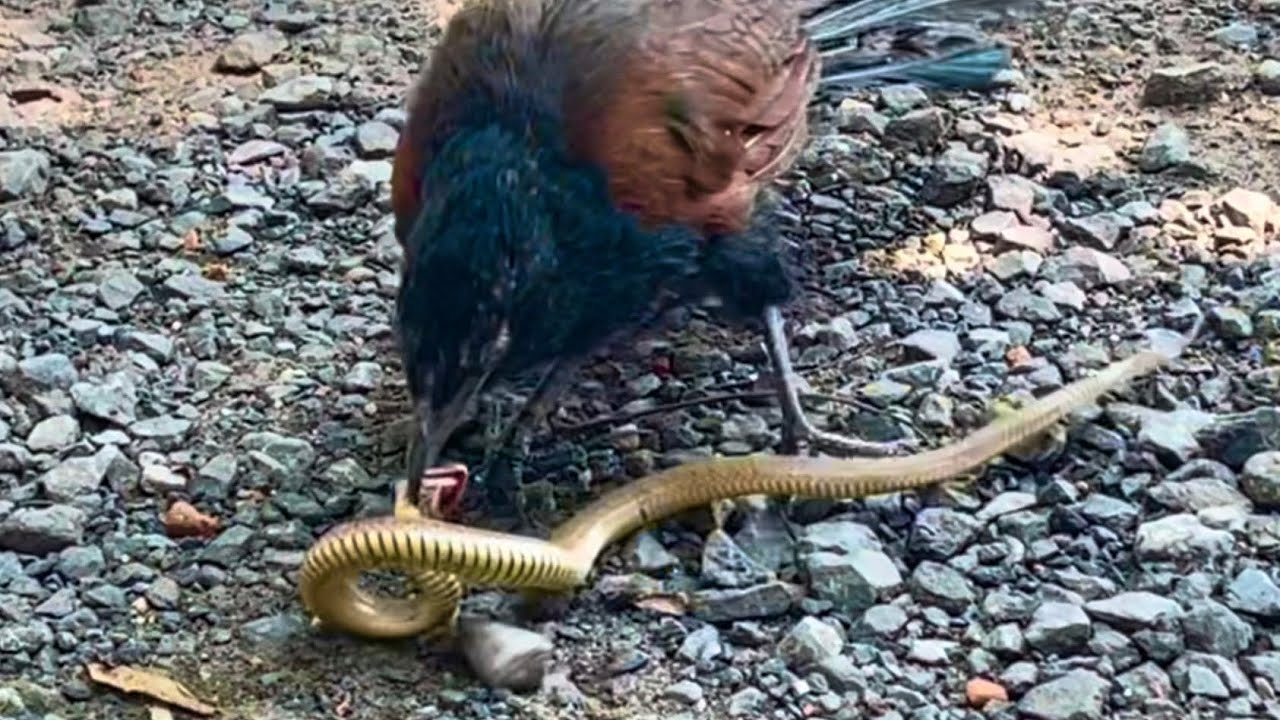 The camera accidentally recorded thescene ofa lapwing catching #snake # ...