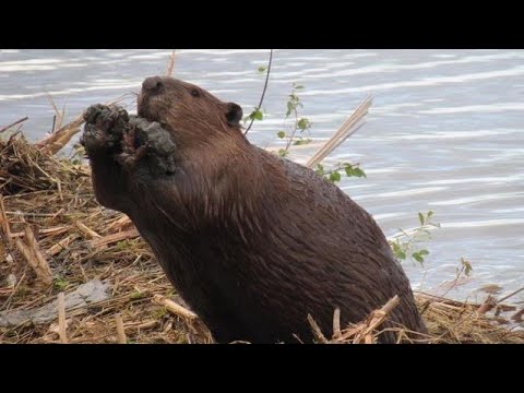 Beavers: Engineers of the Ecosystem - YouTube