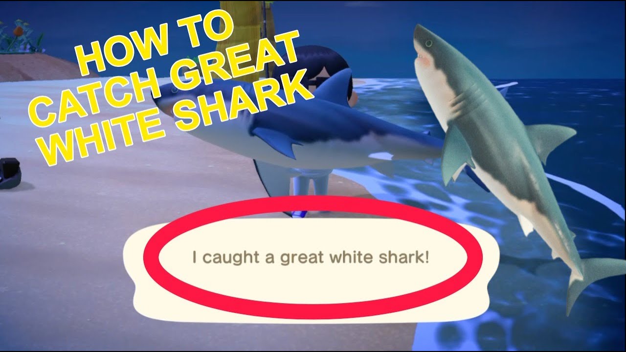 How To Catch Great White Shark in ACNH - YouTube