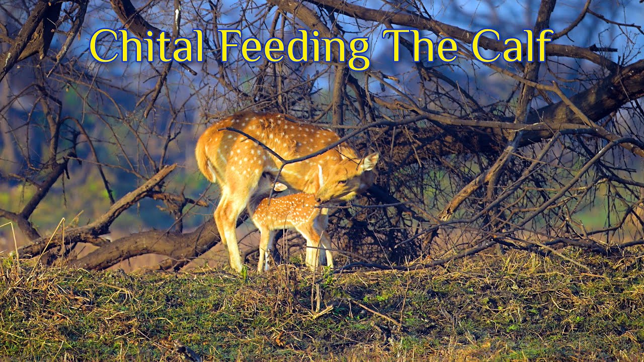Animal Activities | Chital | Spotted Dear | Feeding Milk To Calf - YouTube