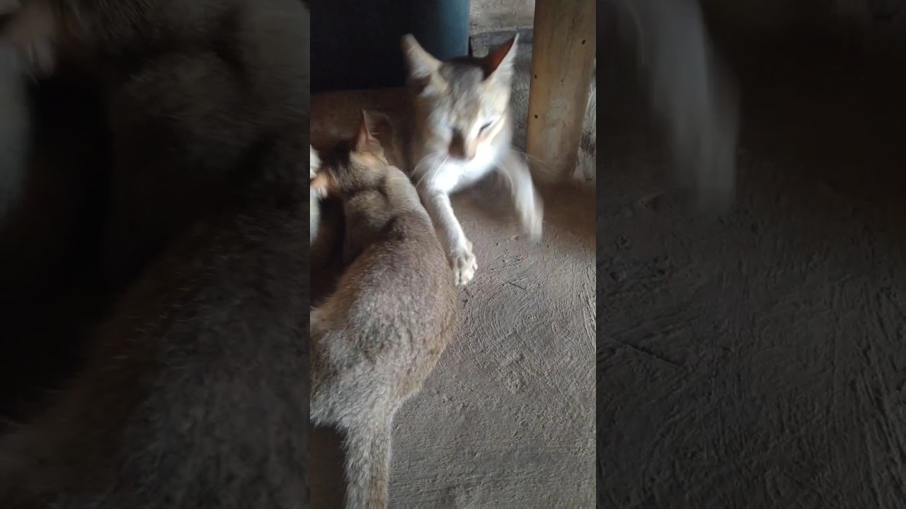 Cute Cat 🤔 - YouTube