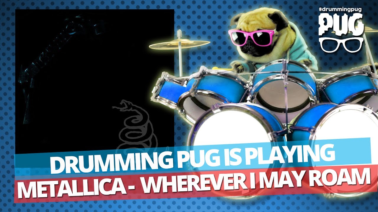 Drumming Pug - Metallica Wherever I May Roam - YouTube