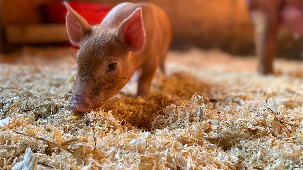 2 weeks old!!— super cute piglets!! #life #on #the #farm - YouTube
