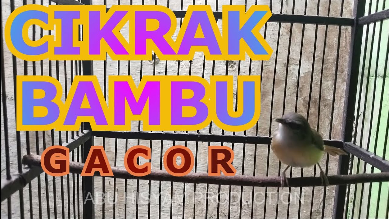 CIKRAK BAMBU GACOR COCOK UNTUK PIKAT BURUNG LAIN - YouTube