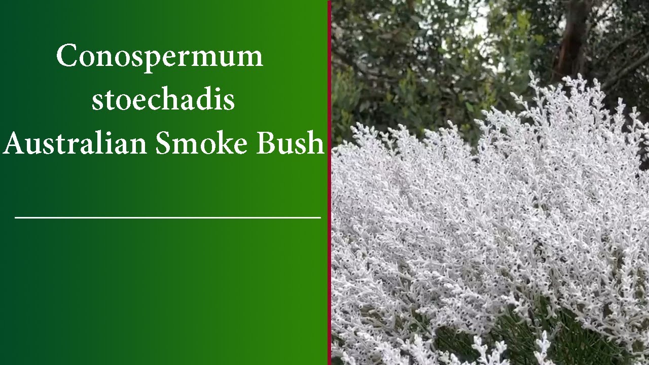 Australian Smoke Bush - Conospermum stoechadis and other species - YouTube