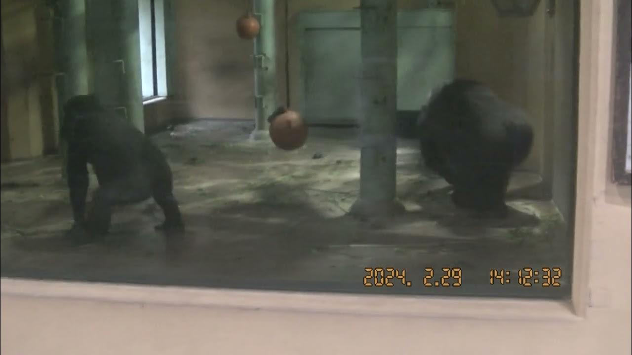 ゲンキとキンタロウ 2024・2・29 - YouTube