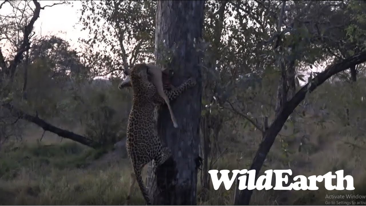 The sheer power of Tlalamba the Leopard - YouTube