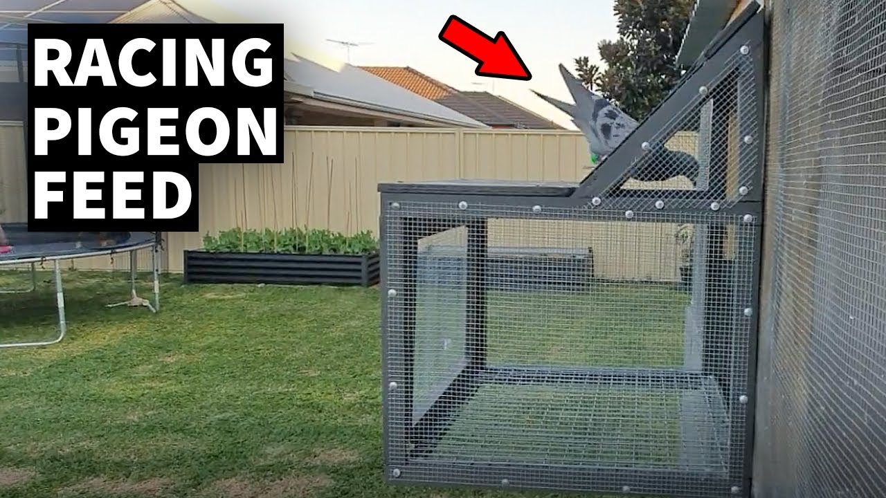 Upgrading My Racing Pigeon Mix - YouTube