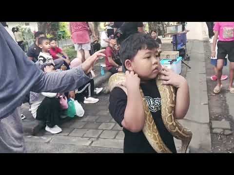 BOCIL PECINTA PITON BERAKSI DI LAPANGAN RENON BALI, 02012025