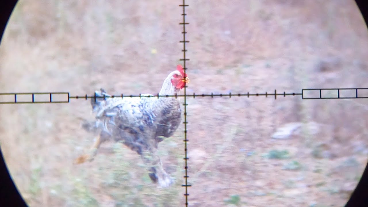 CACERIA DE POLLO A LA CARRERA!! POLLO SALVAJE #2 LINARES - YouTube