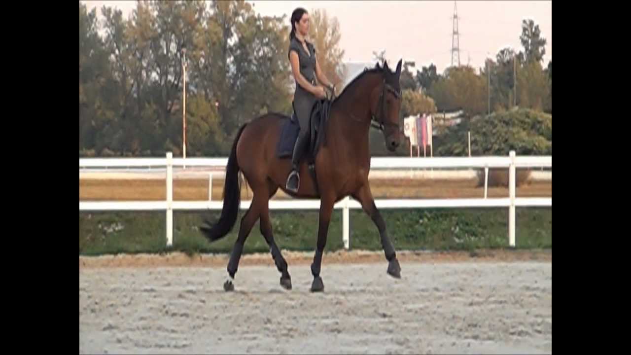 Medium trot - slow motion - YouTube