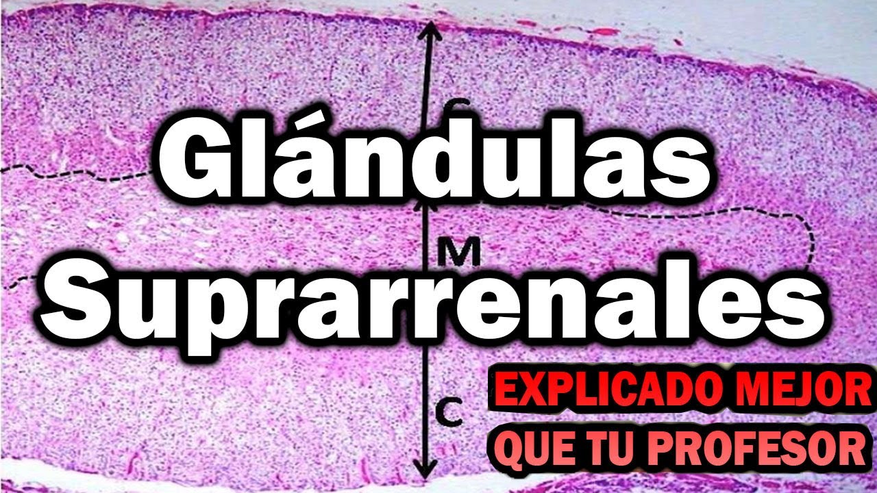 Entendé La Histología De Las GlÁndulas Suprarrenales Con Este Video😎