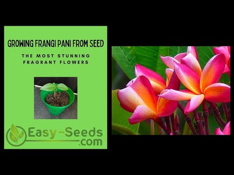 How To Germinate Frangipani Seeds