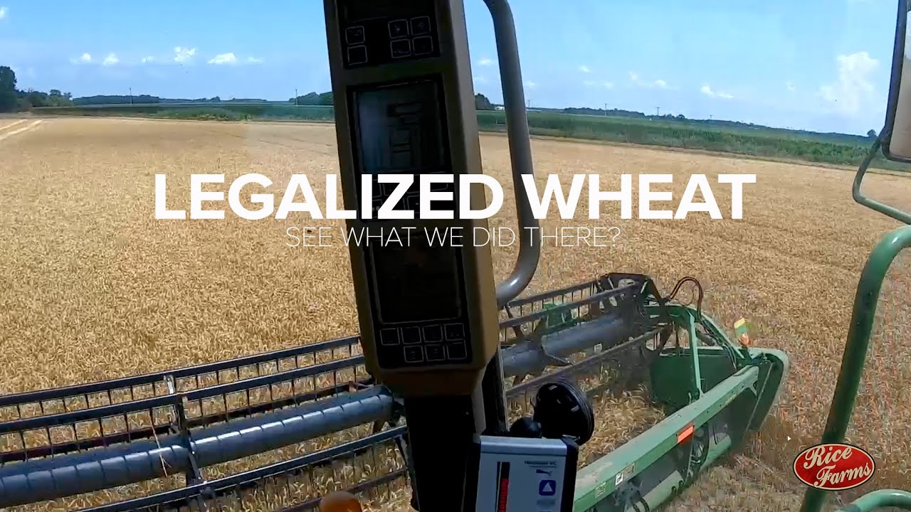 An Indiana Wheat Harvest - YouTube